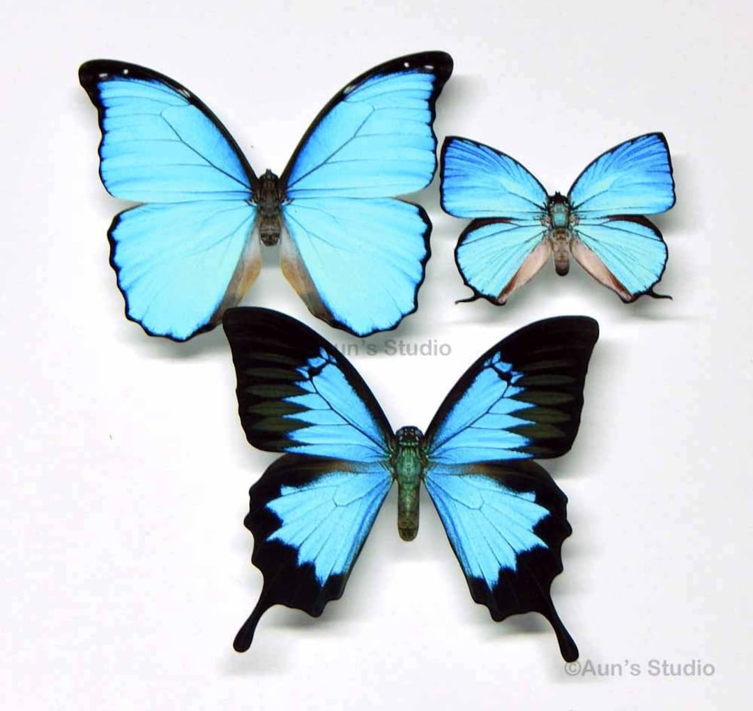 Realistic Blue Paper Butterfly Cut Outs 3 Pieces DOUBLE SIDED - Etsy