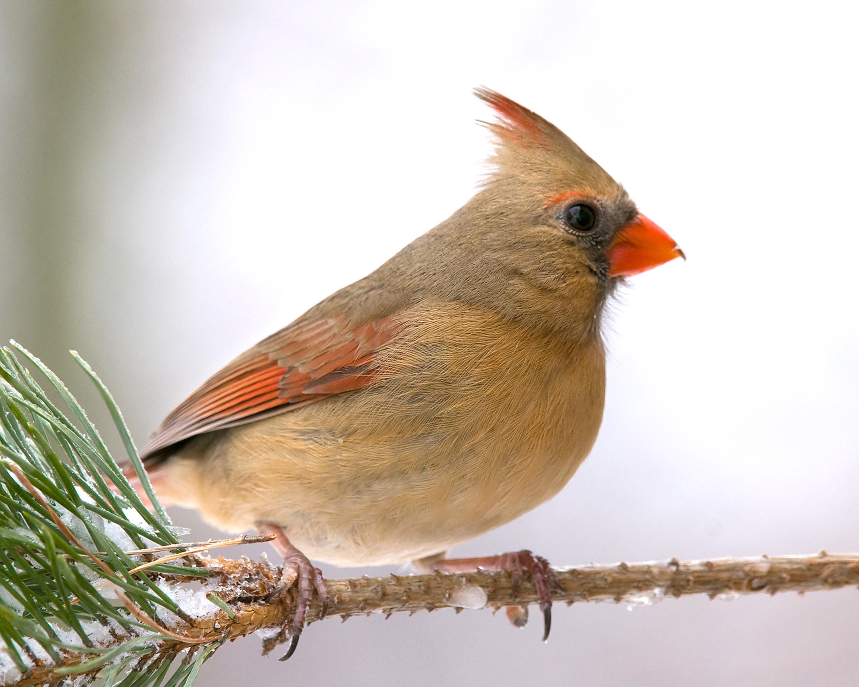 Large Format Digital Download Northern Female Cardinal Photo That is ...