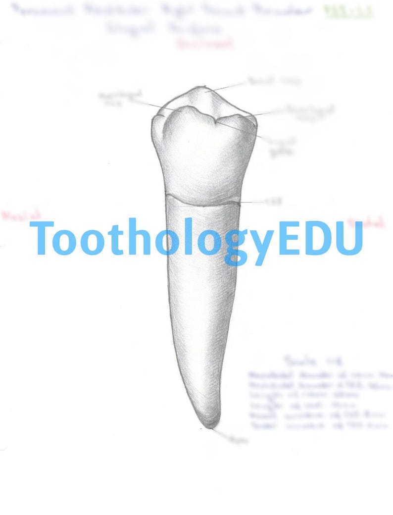Dental Anatomy Tooth Drawings: Mandibular Premolar Illustrations ...