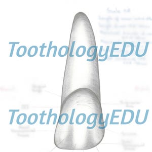 Detailed Anatomy of the Permanent Maxillary Left Central Incisor – 3 ...