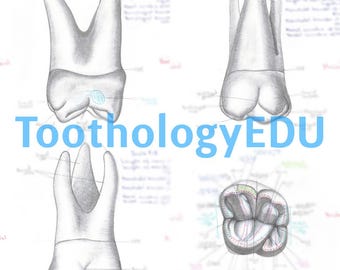 Tooth Drawing Lower First Molar – 4 Views (occlusal, Mesial, Buccal ...