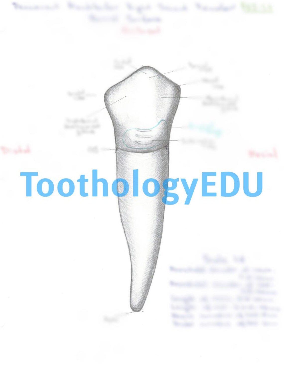 Dental Anatomy Tooth Drawings: Mandibular Premolar Illustrations ...