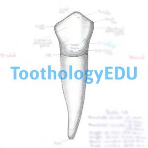 Dental Anatomy Tooth Drawings: Mandibular Premolar Illustrations ...