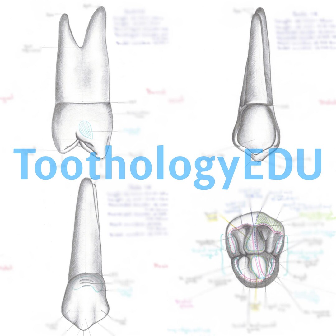 Dental Anatomy Tooth Drawing Set - 4 Digital Labeled Teeth Prints ...