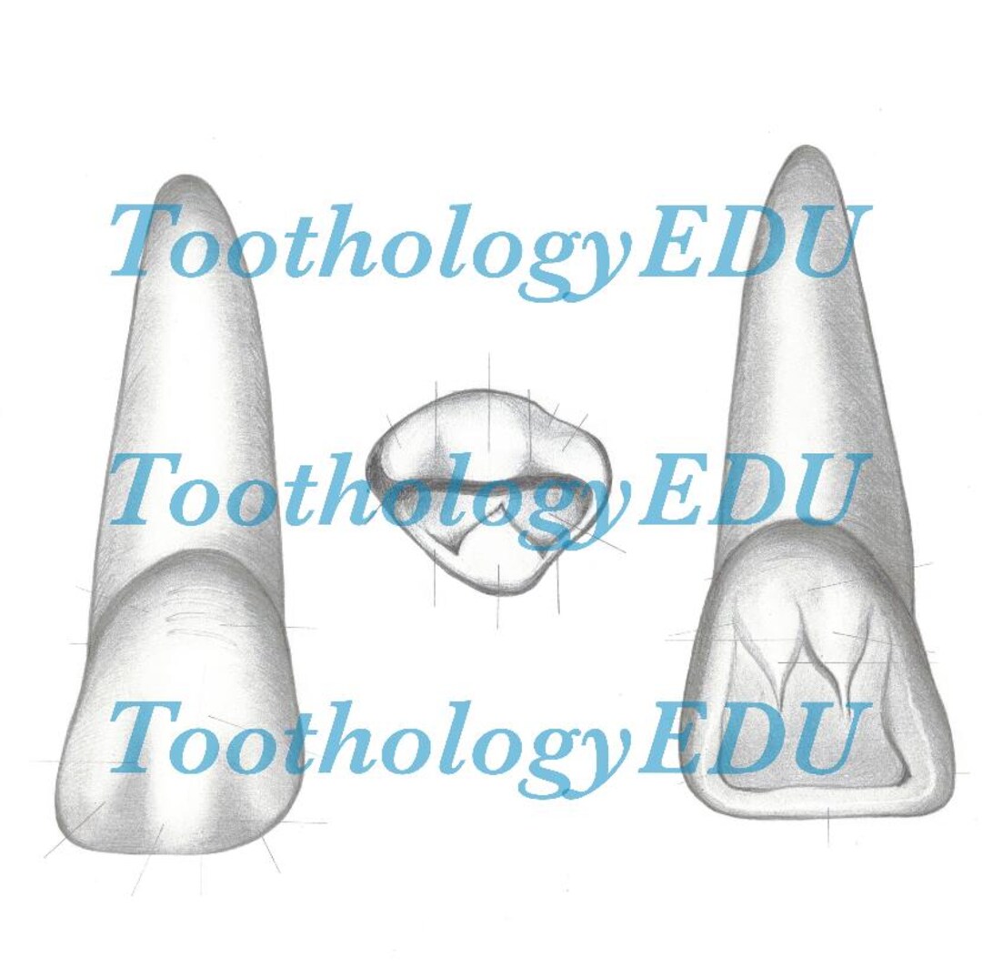 Detailed Anatomy of the Permanent Maxillary Left Central Incisor – 3 ...