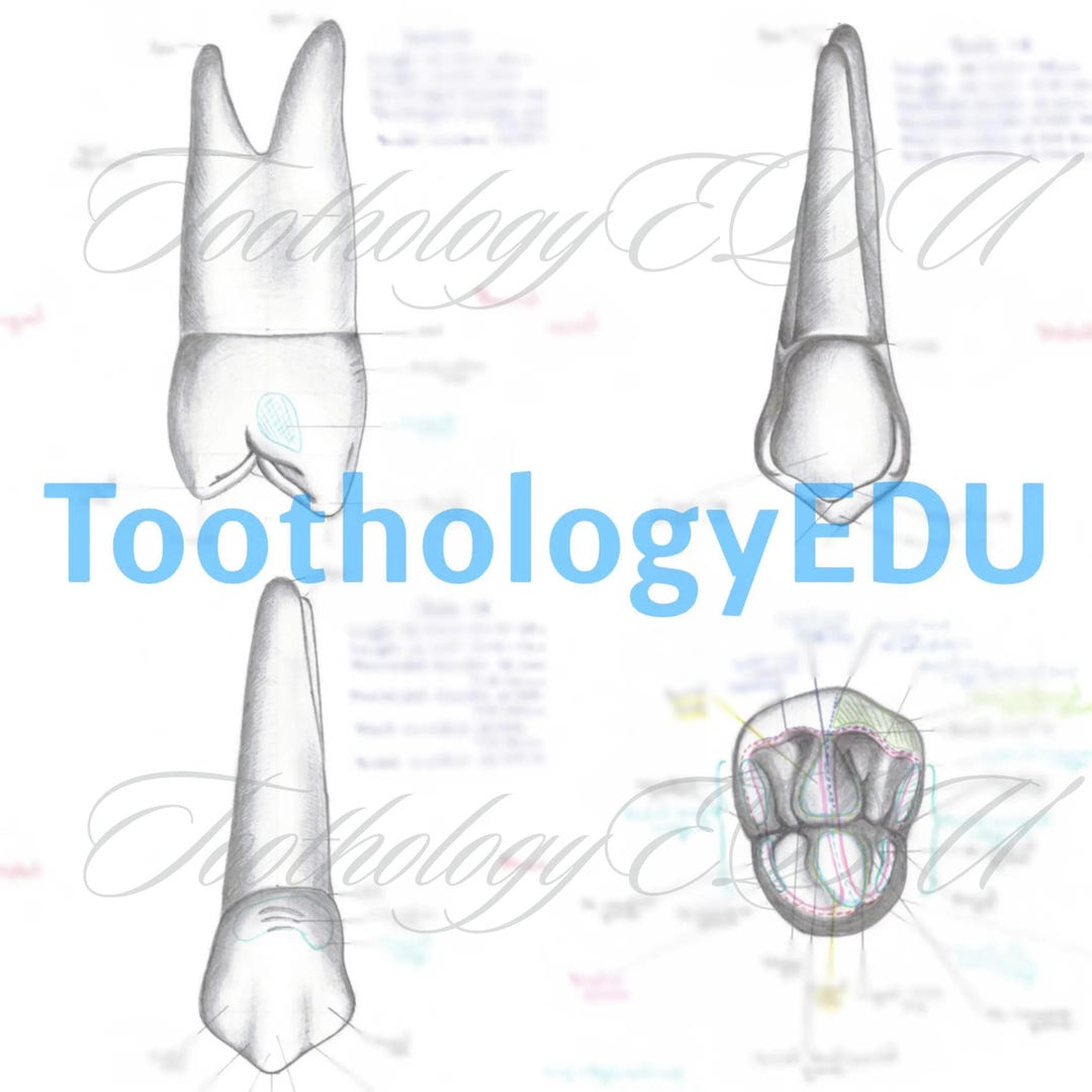 Hand-drawn Dental Anatomy Tooth Prints: Dentist Study Guide (digital ...