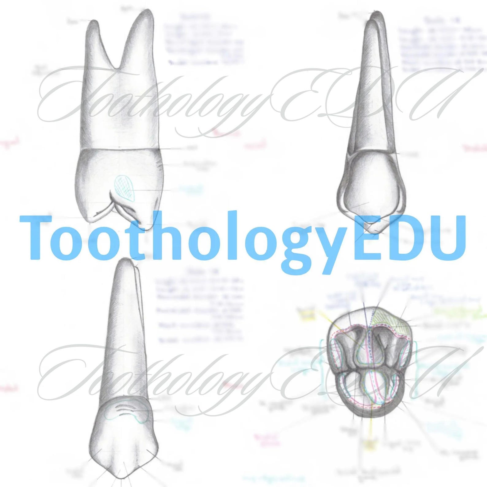 Hand-drawn Dental Anatomy Tooth Prints: Dentist Study Guide (digital ...