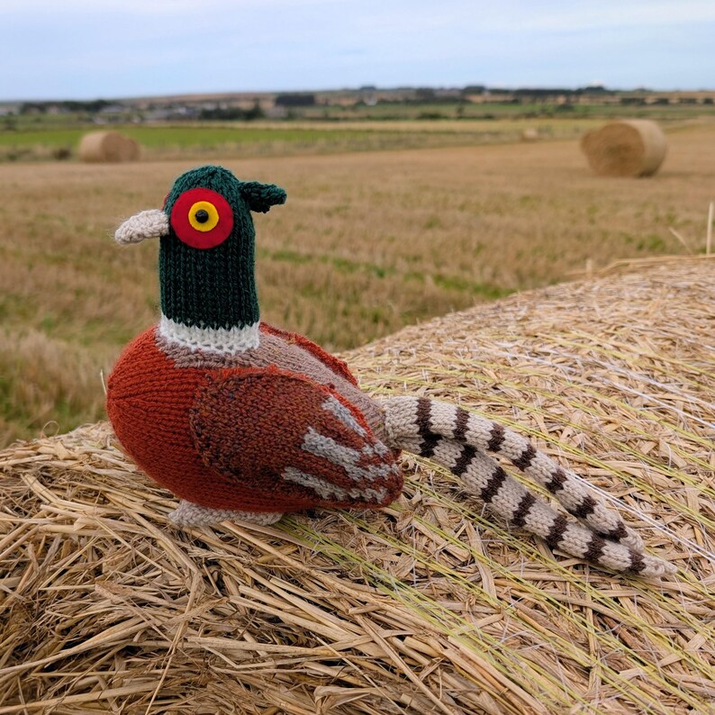 Angus the Pheasant Knitting Pattern - Easy Bird Knit for Beginners - Etsy