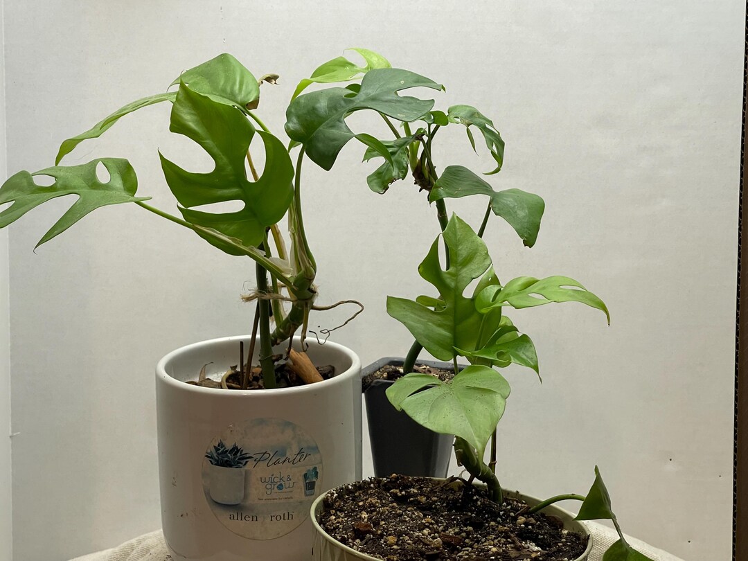 Mini Monstera Ginny Starter Plant- Rhaphidophora Tetrasperma - Etsy