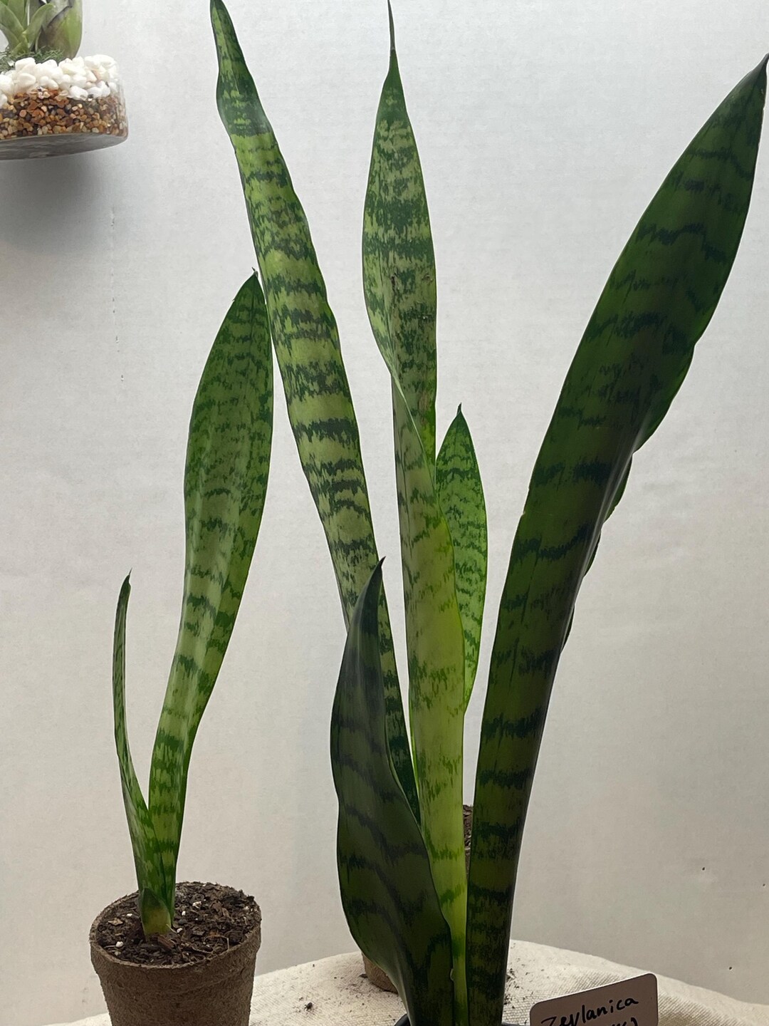 Zeylanica Snake Plant Starter – Easy Care Tropical Houseplant-free ...