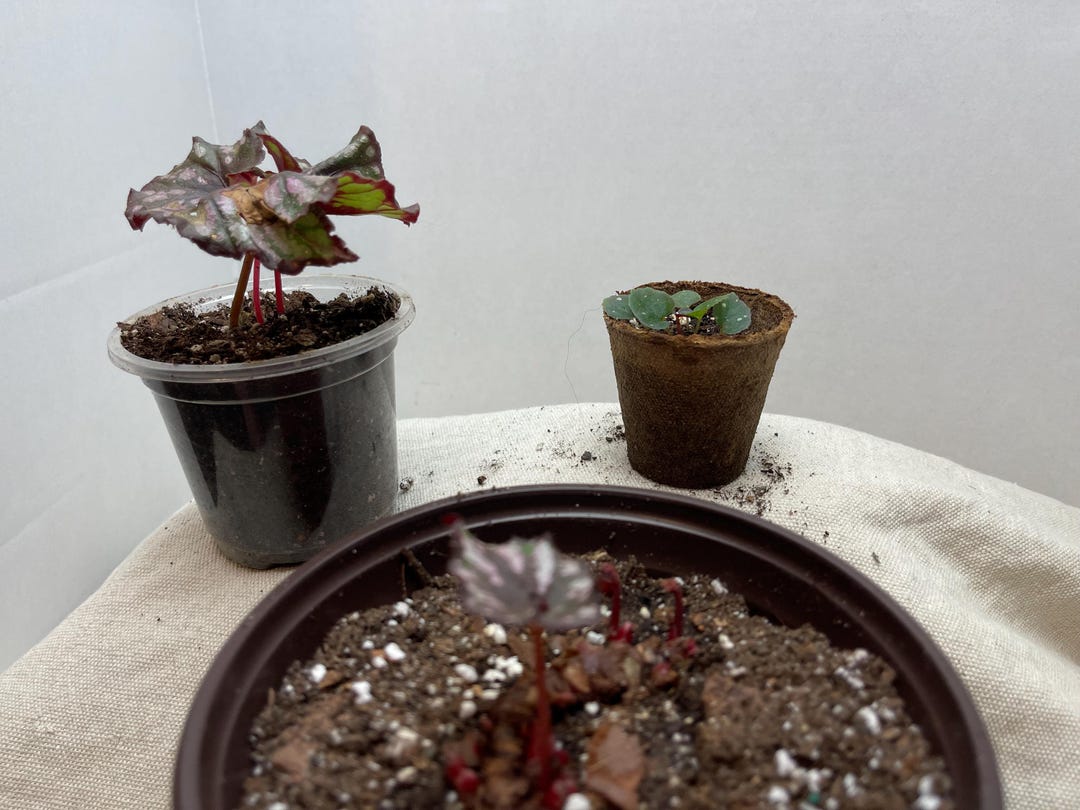 Begonia Rex 'raspberry Swirl' | Rooted Live Plant | Exotic Pink Foliage ...