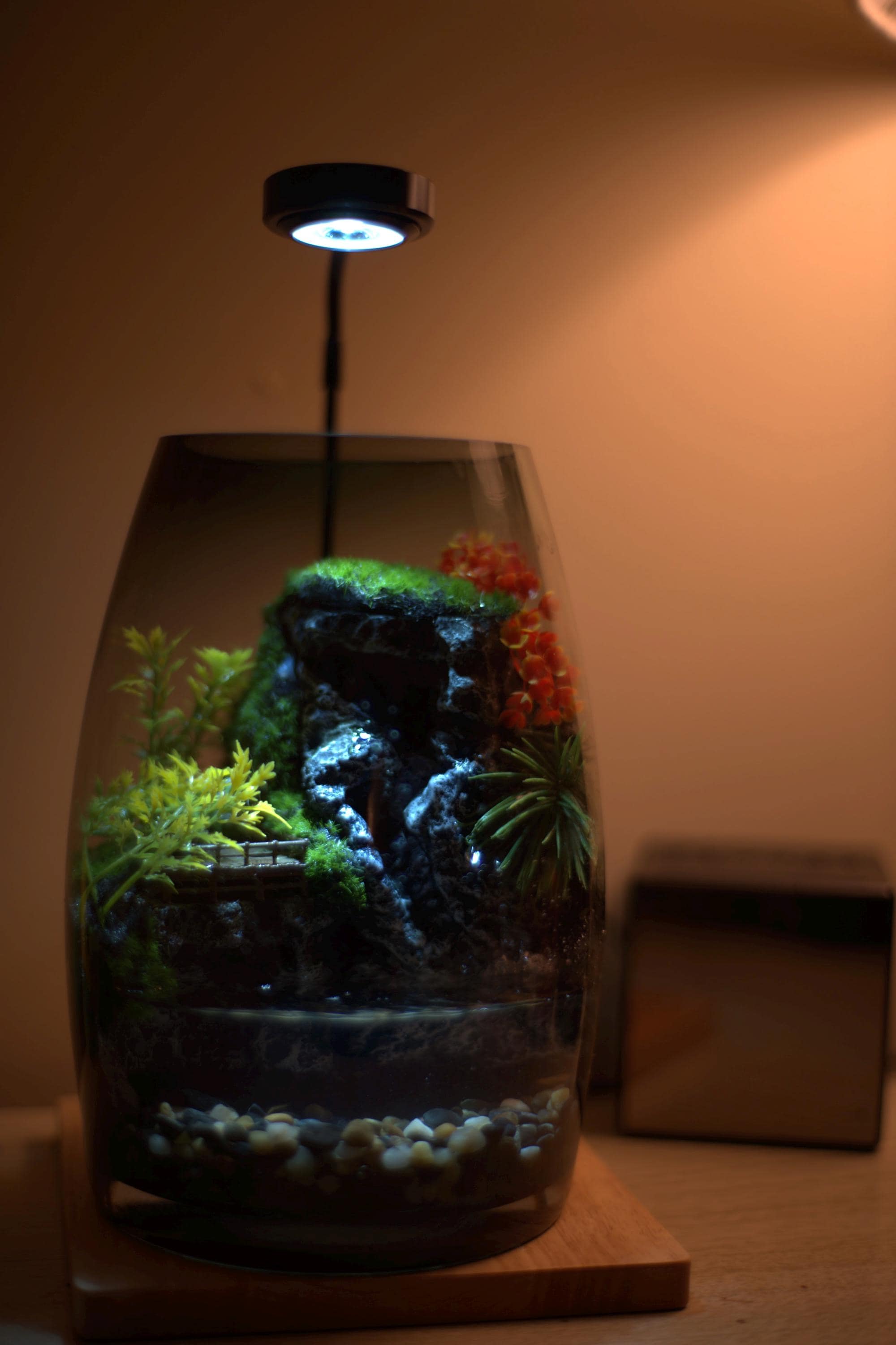 Mini Zen Micro Landscape Desktop Ecological Jar - Etsy