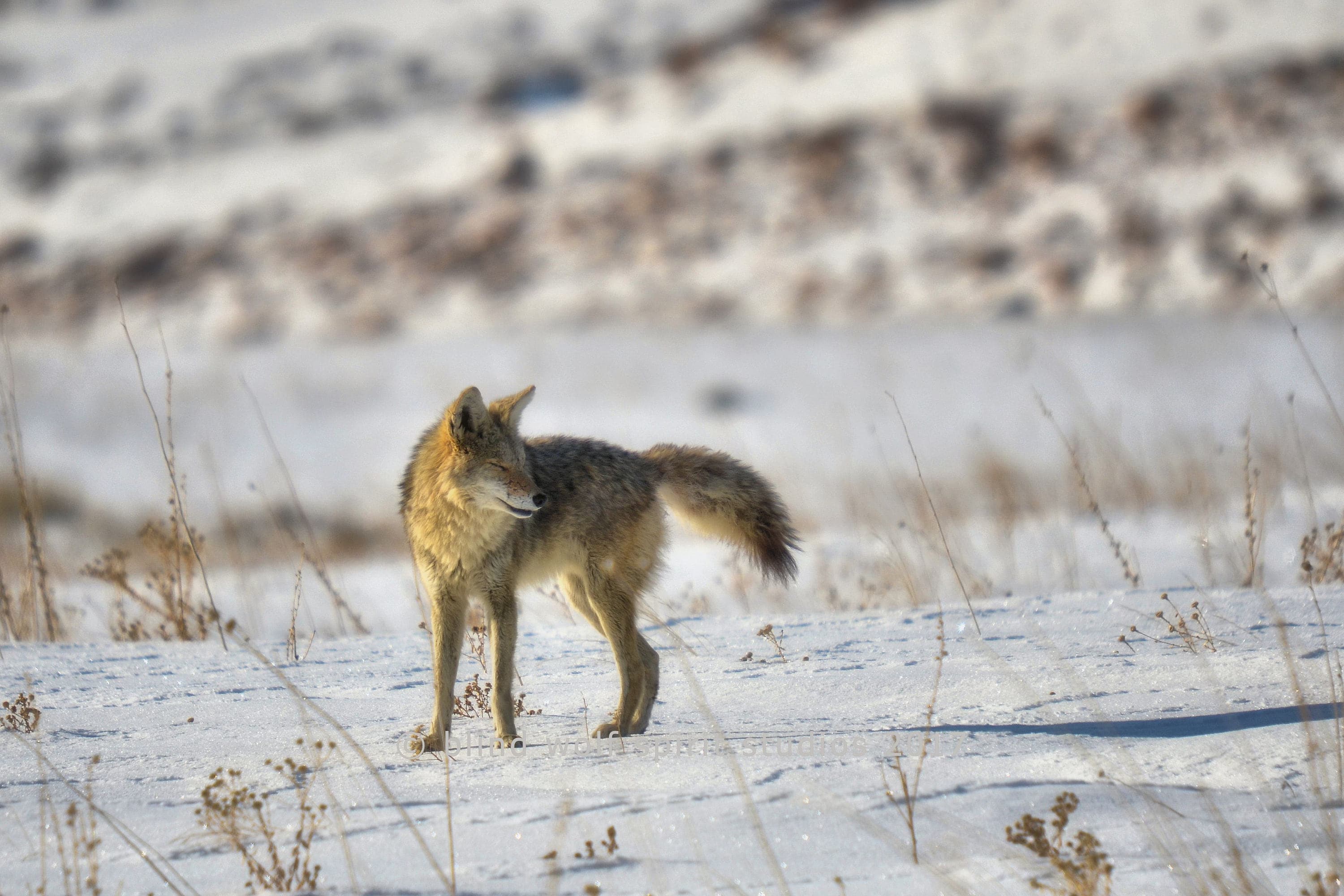 Coyote in Snow, Wildlife Photography, Woodland, Fine Art Photo, Nature ...