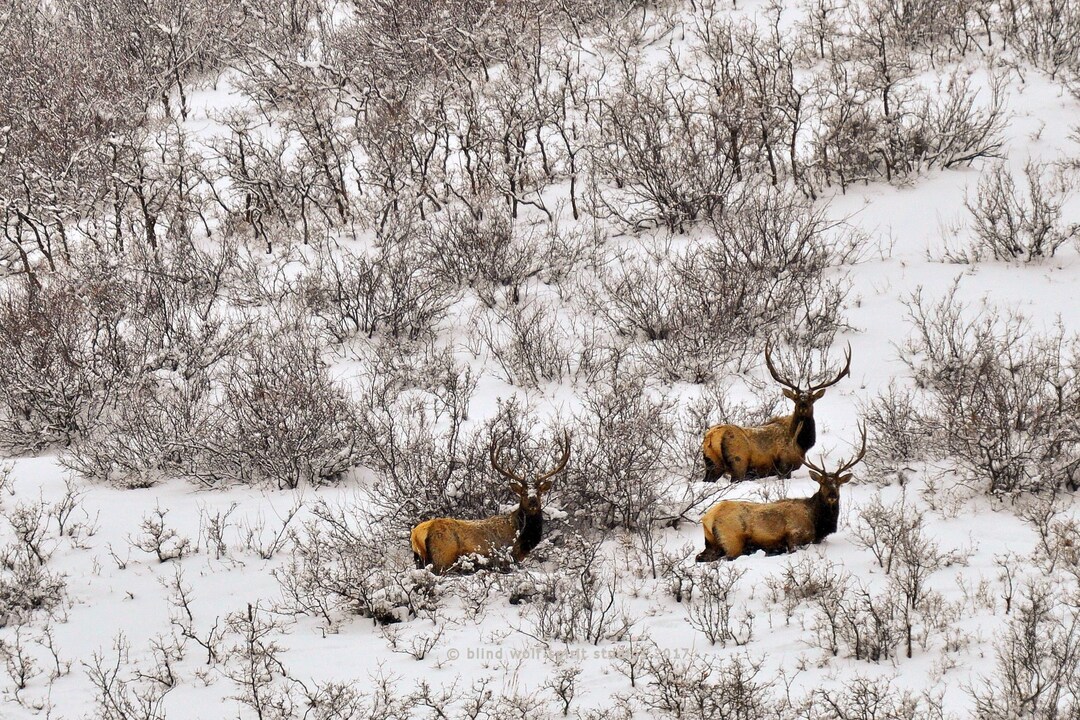 Elk in Snow, Wildlife Photography, Winter Photography Nature Photo - Etsy