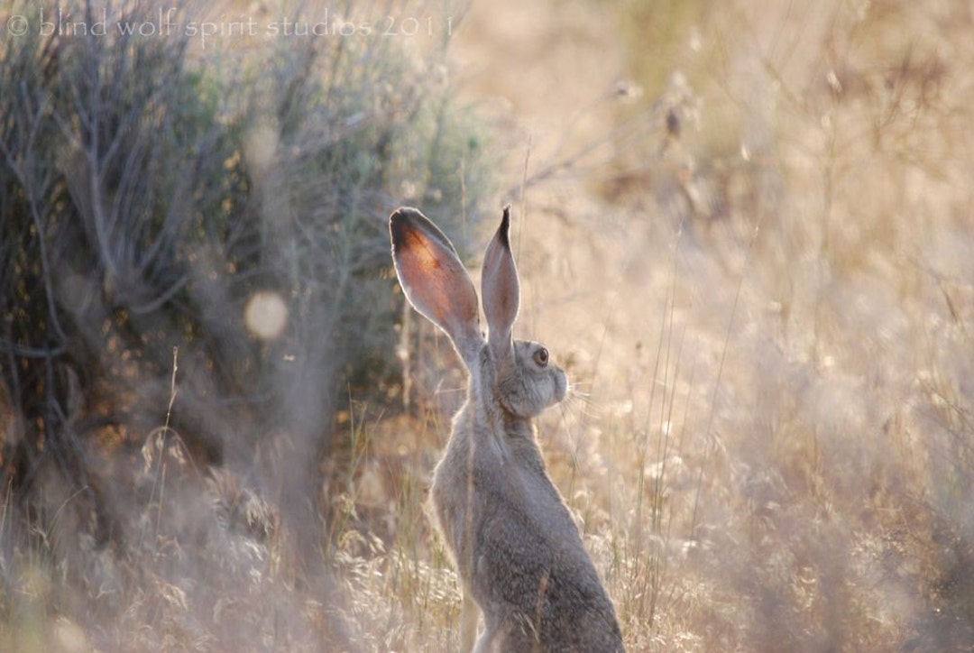 Year of the Rabbit Fine Art Photo - Etsy