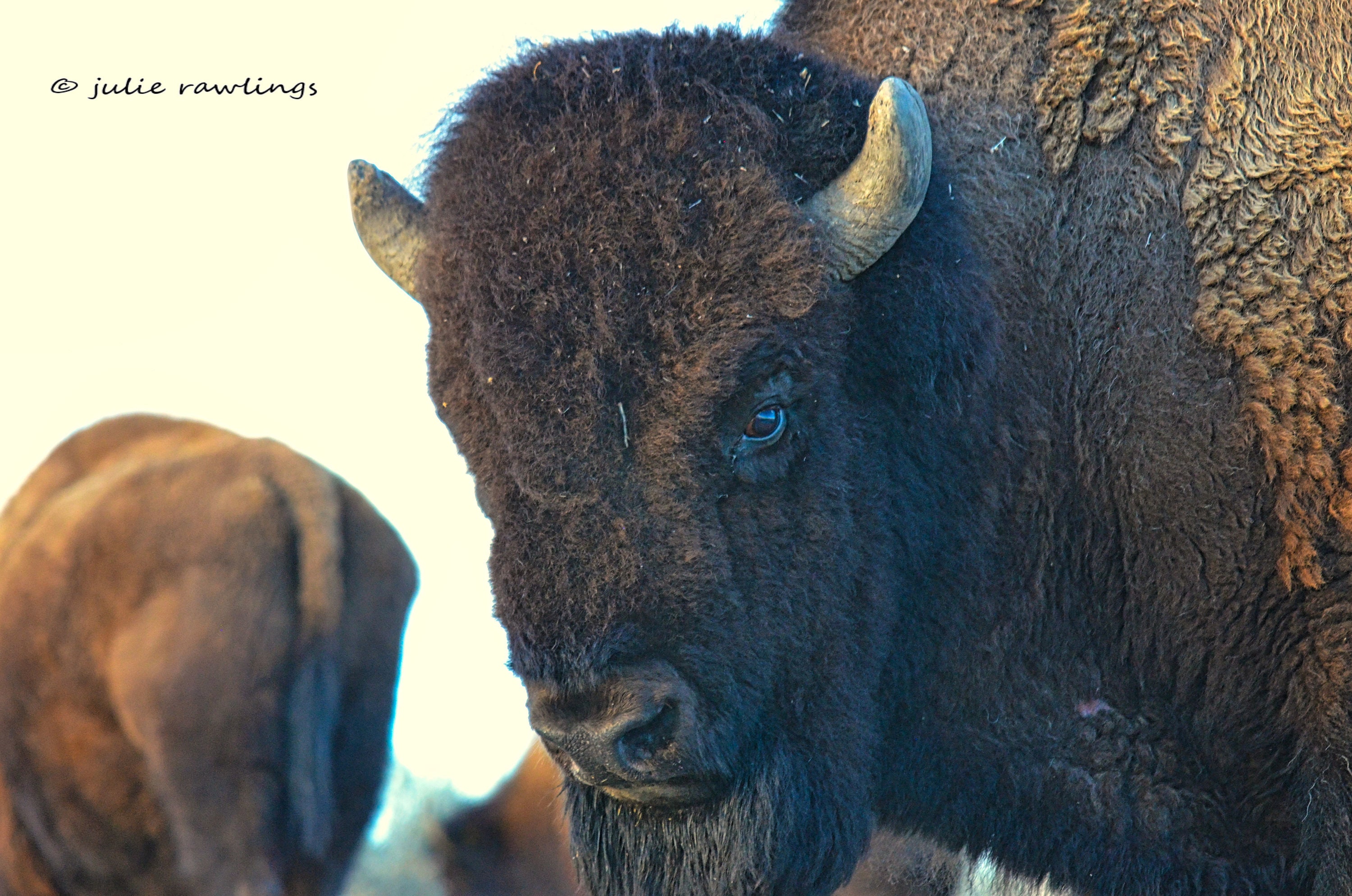 Bison, Woodland, Wildlife Photography, Fine Art Photography - Etsy