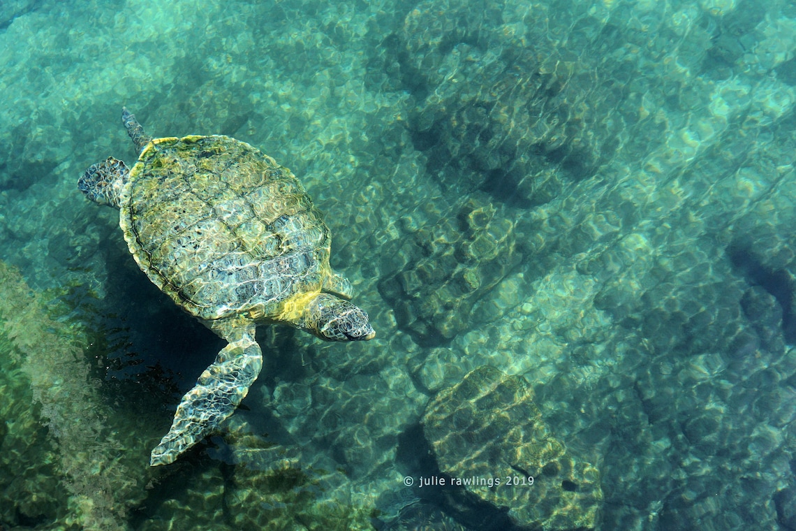Green Sea Turtle Wildlife Ocean Life Nature Photo, Fine Art Photo - Etsy
