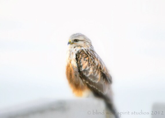 Winter Hawk Nature Fine Art Photo | Etsy
