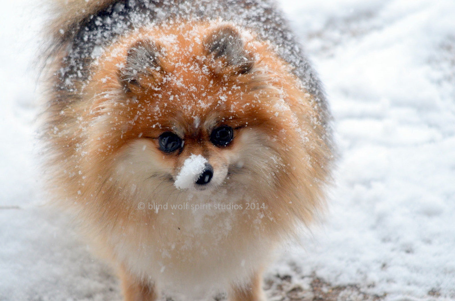 Pomeranian Dog in Snow Pet Photography Nature Photo - Etsy