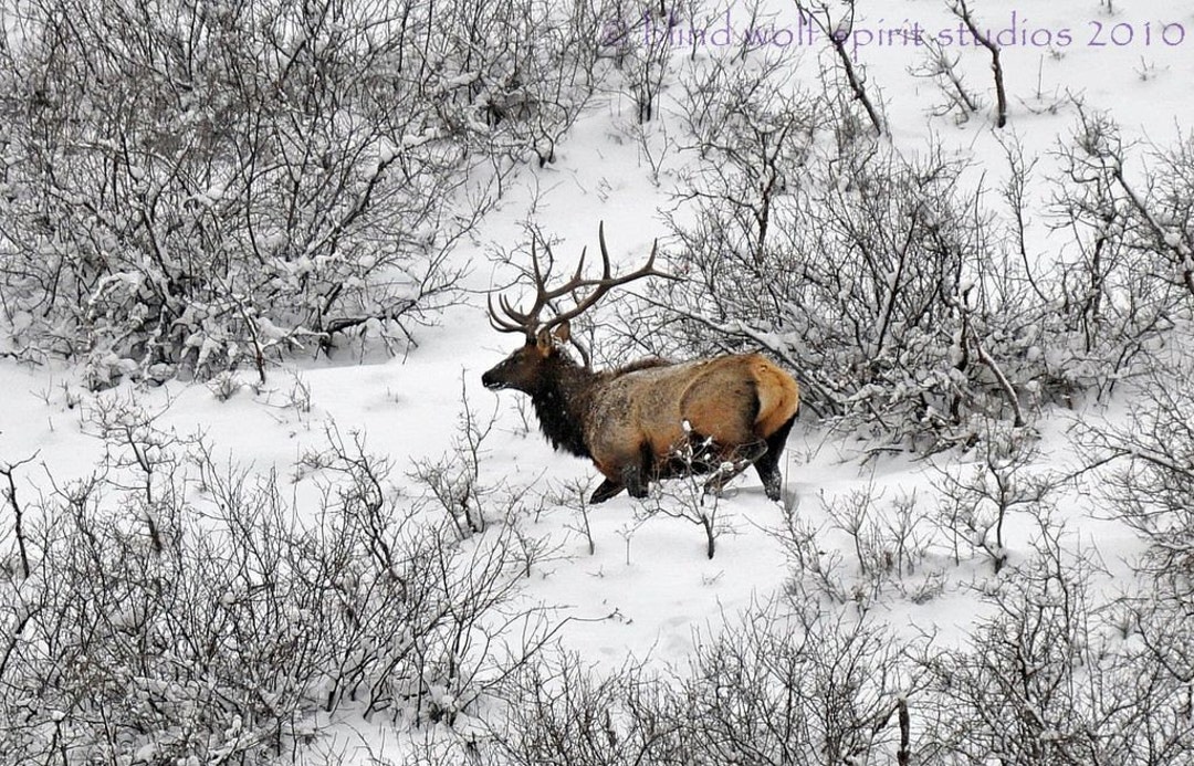 Wildlife Photography, Elk in Snow Winter Photography Nature Photo - Etsy