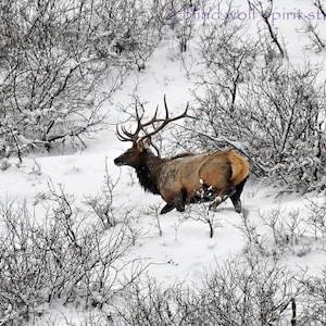 Wildlife Photography, Elk in Snow Winter Photography Nature Photo - Etsy