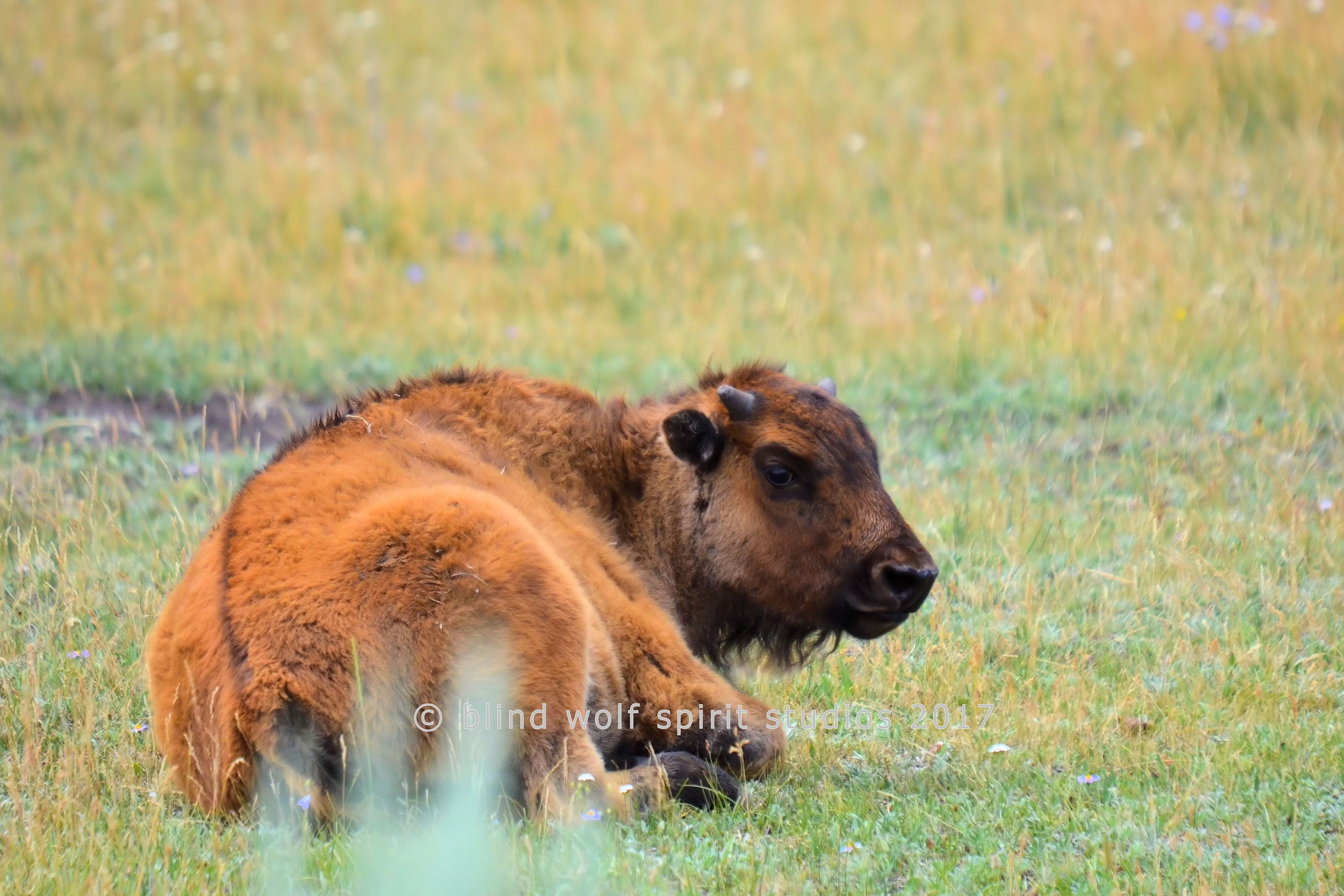 Bison Baby Photo, Woodland, Buffalo Baby, Wildlife Photography, Fine ...