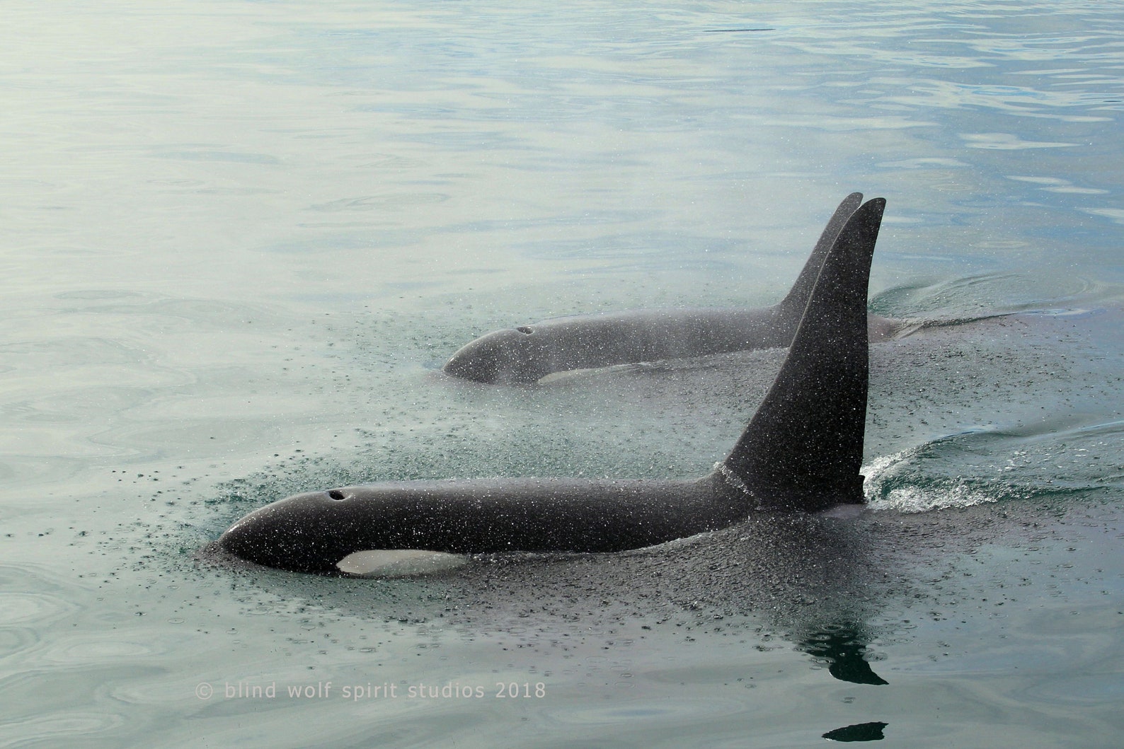 Orca Photography, Alaska, Wildlife, Ocean Photo, Fine Art Photo - Etsy