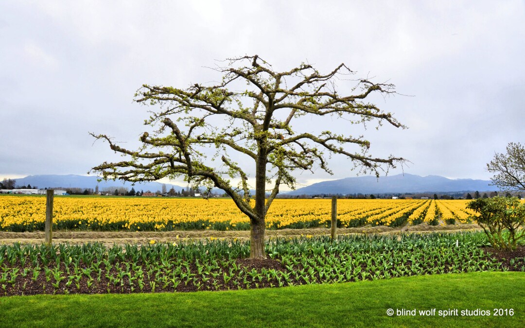 Daffodil Farm Flower Landscape Photography Fine Art Photo - Etsy