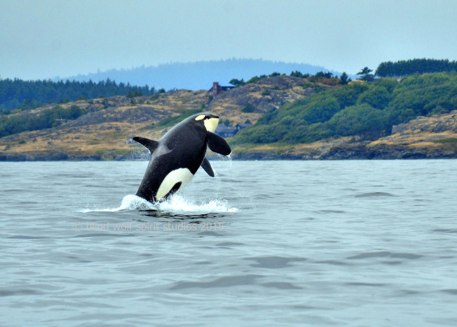 Whale Breach Orca Photography, Ocean Photo, Fine Art Photo - Etsy