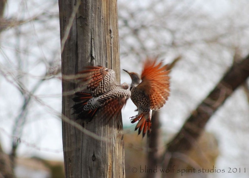 Flicker Mating Dance Fine Art Photo - Etsy