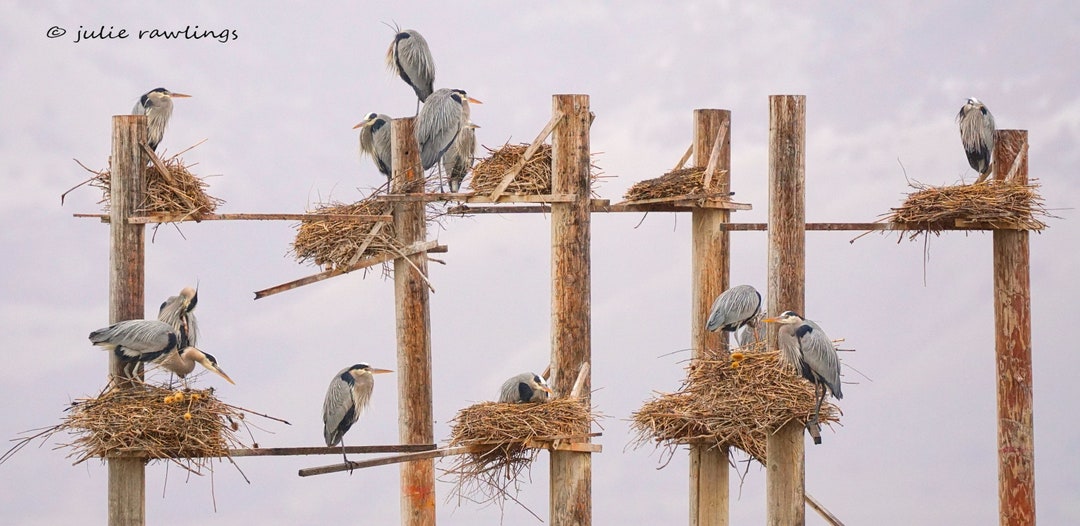 Great Blue Heron Colony Nature Photo 10 X 20, Wildlife, Fine Art Photo ...