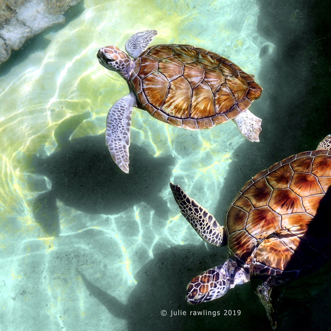 Young Sea Turtles Ocean Life Nature Photo, Fine Art Photo - Etsy