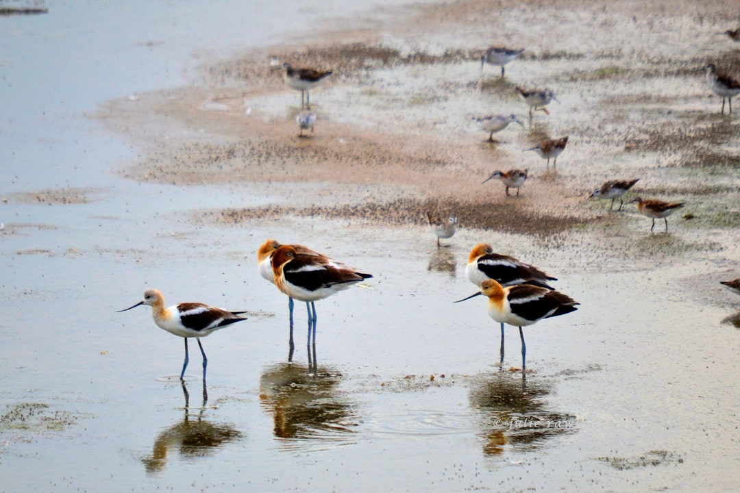 Avocet, Shore Bird Photography, Bird Photography, Animal Photography ...