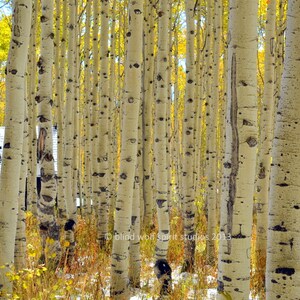 Cabin in the Quakies, Fall Colors, Aspen Autumn Leaves, Landscape, Fine ...