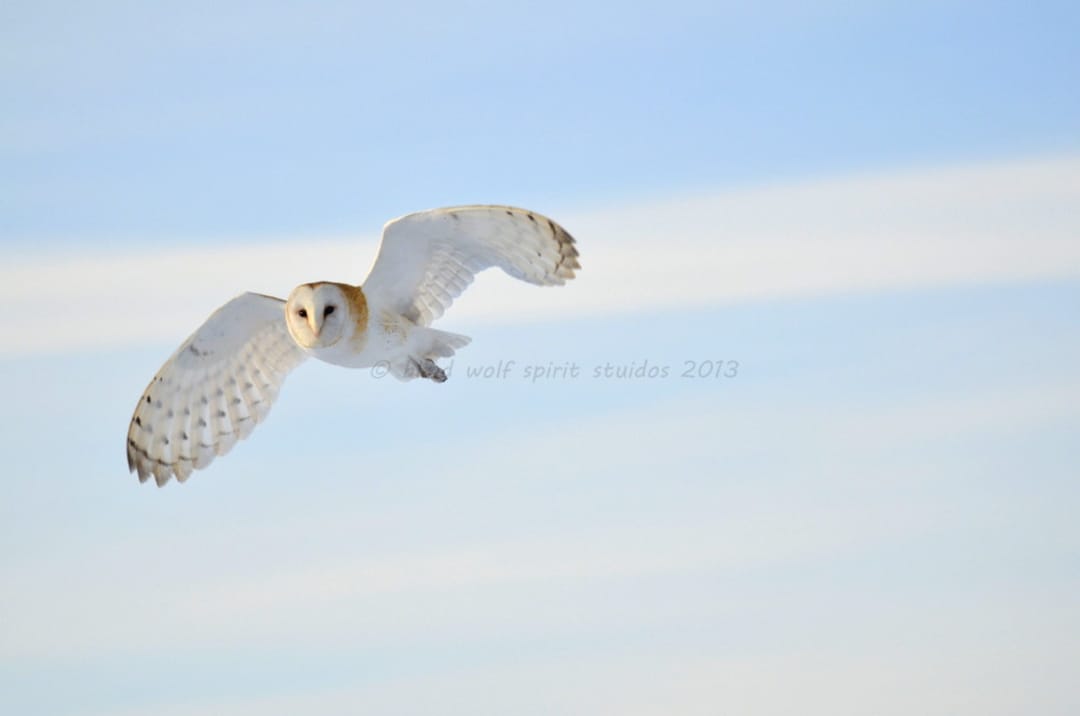 Owl Photography, Barn Owl Blue Sky, Owl Photography, Woodland, Fine Art ...