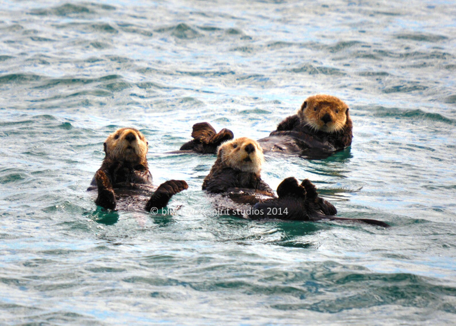 Sea Otters, Wildlife, Alaska, Nature Photo - Etsy