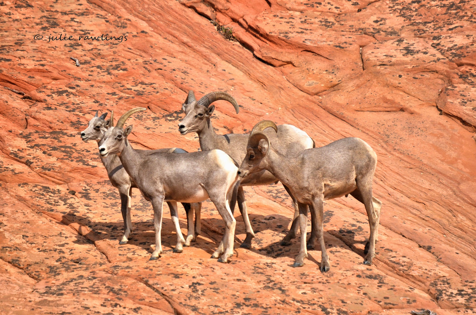 Bighorn Sheep in Zion National Park, Utah, Travel, Fine Art Photo - Etsy