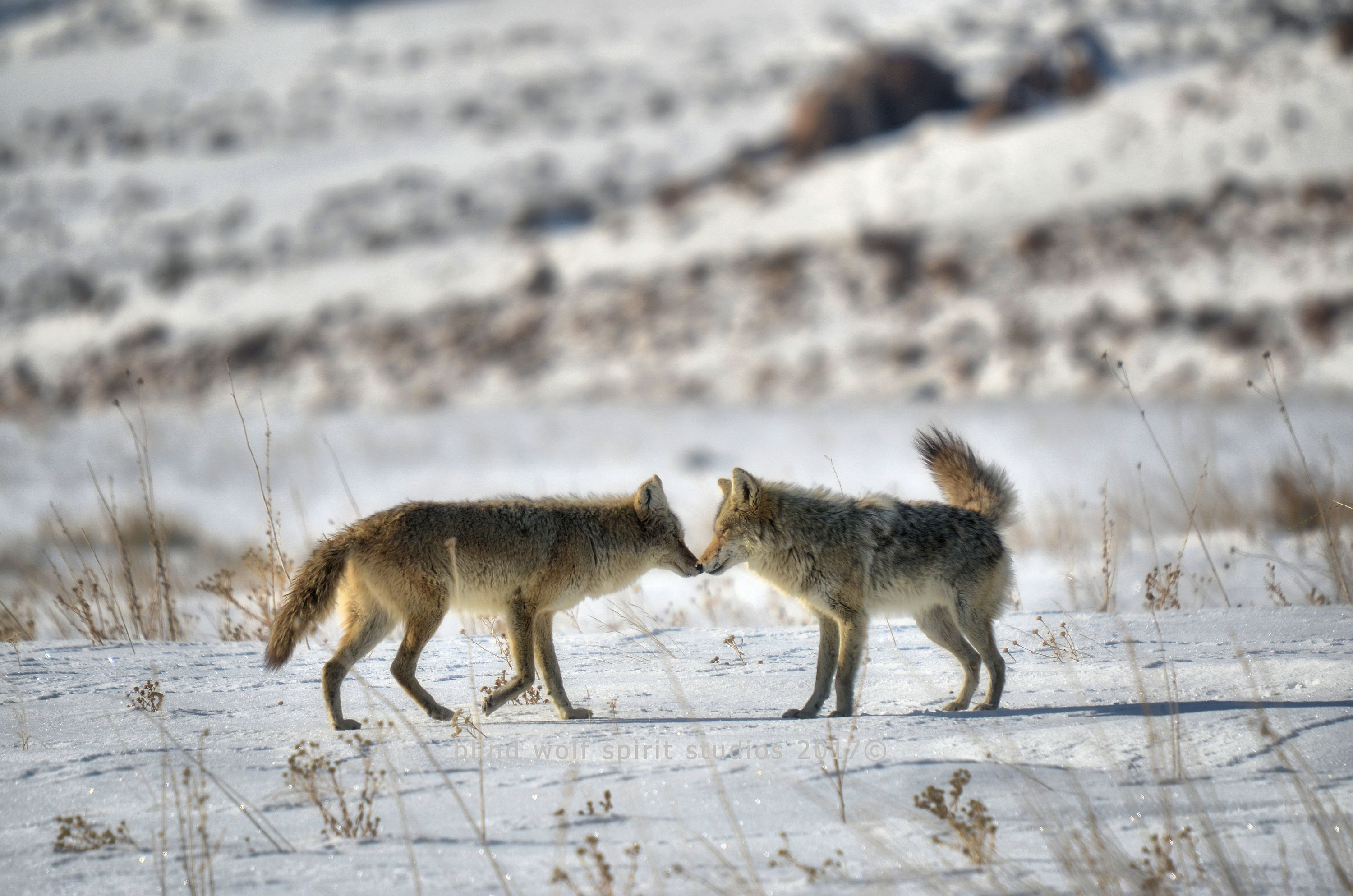 Coyotes in Love, Wildlife Photography, Woodland, Fine Art Photo, Nature ...