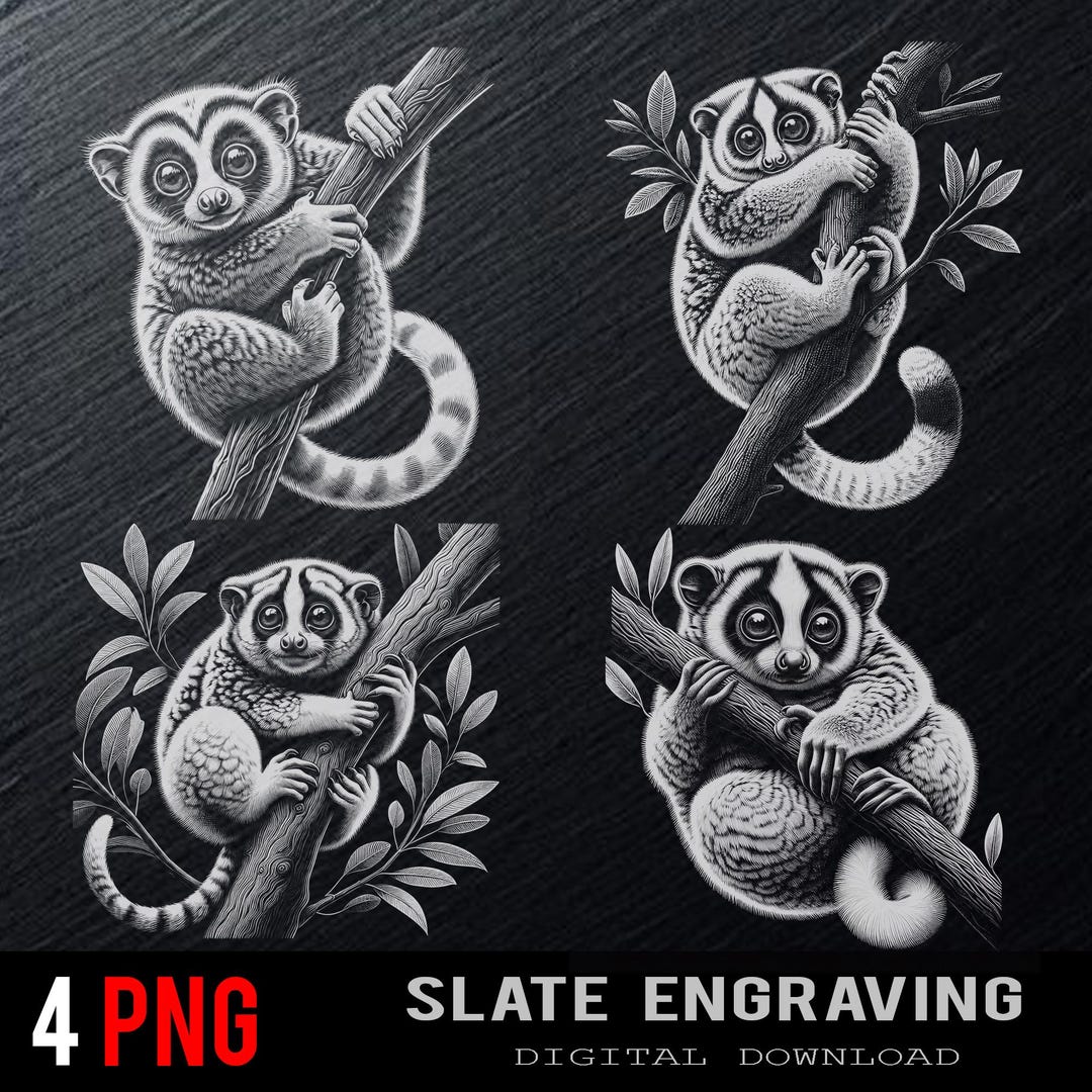 Slow Loris Engraving PNG | Cute Nocturnal Animal for Black Slate ...