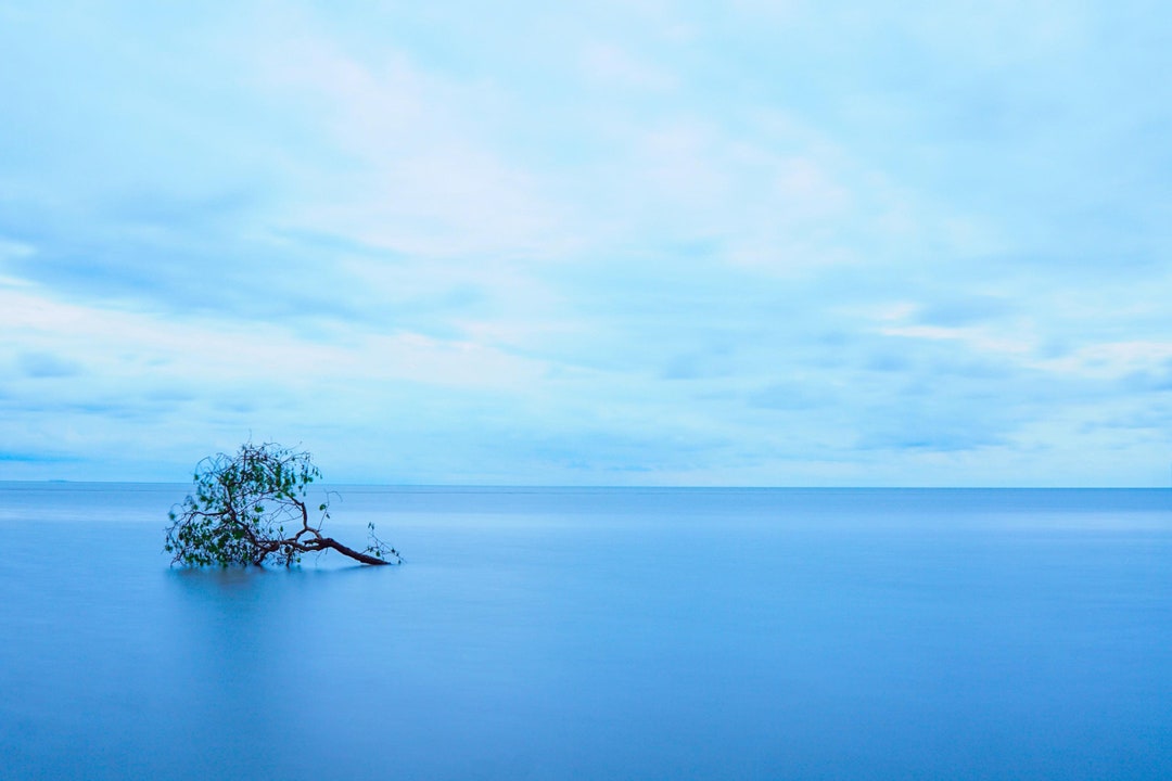 Blue Tree (landscape Photography | Minimalist Photography | Nature ...