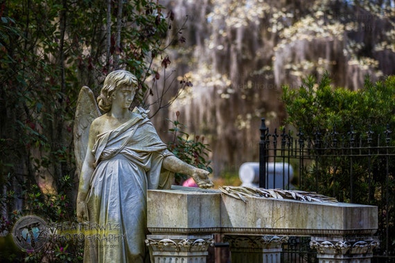 Are Dogs Allowed In The Bonaventure Cemetery