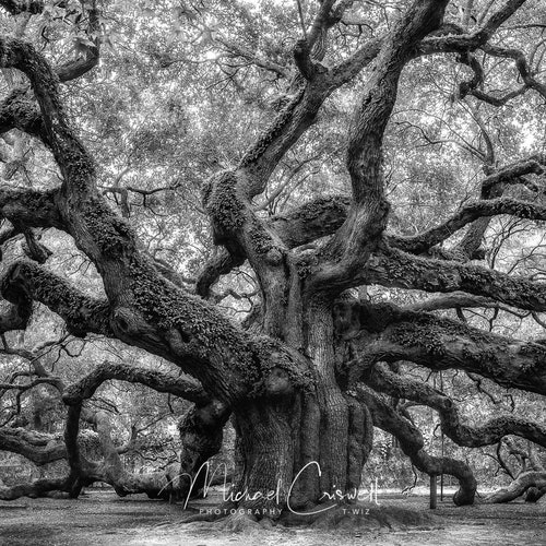 Angel Oak Charleston South Carolina Fine Art Print | Etsy
