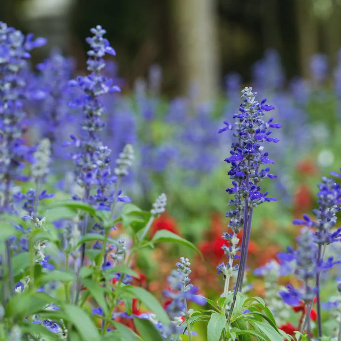 Buy Blue Salvia Flower Seeds Online in India - Etsy