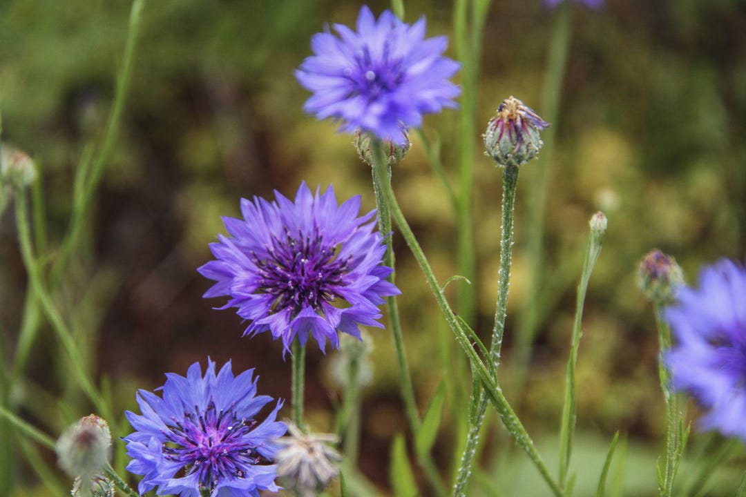 Buy Wild Purple Bloom Seeds Online in India - Etsy