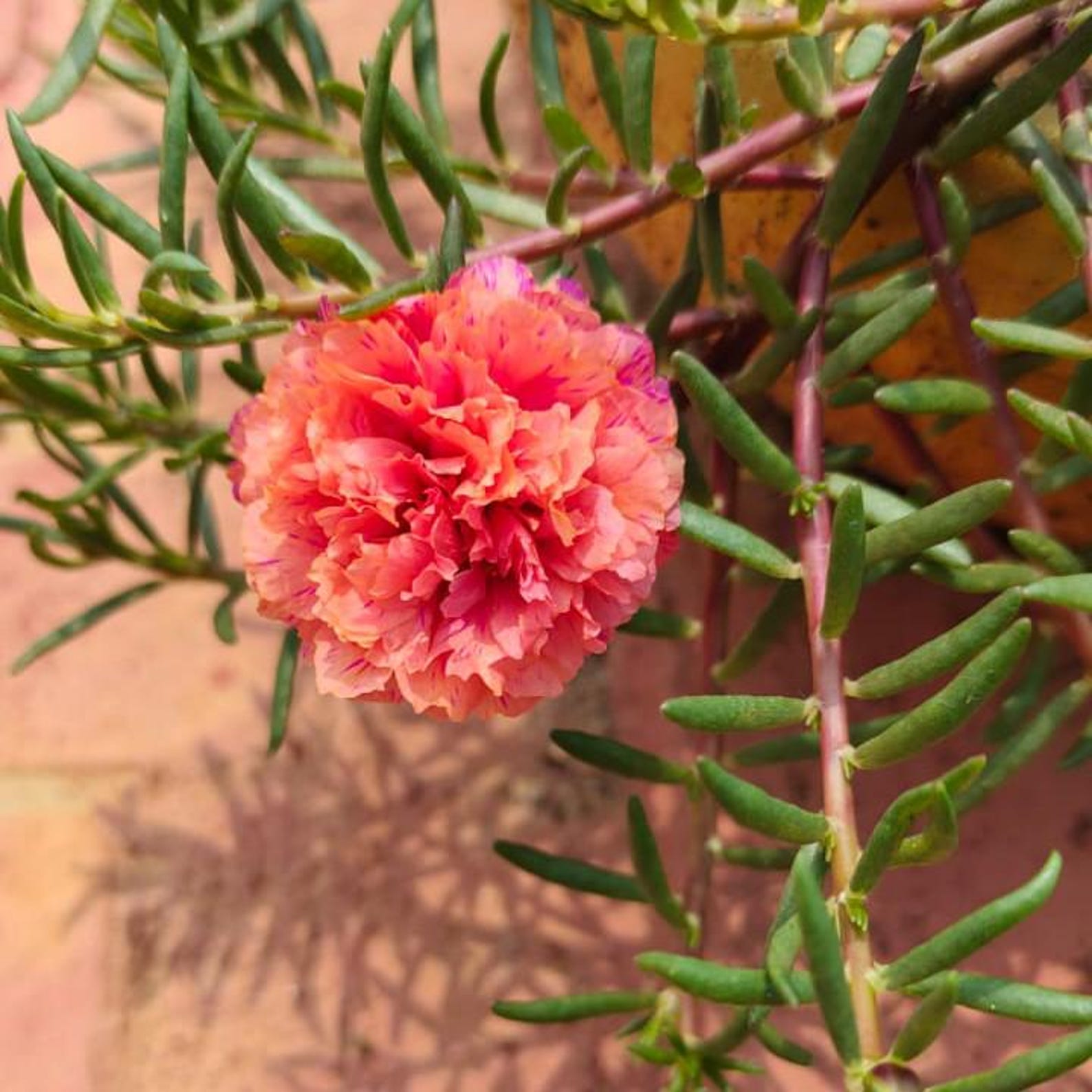 Buy Peach Pink Moss Rose Seeds Online in India - Etsy
