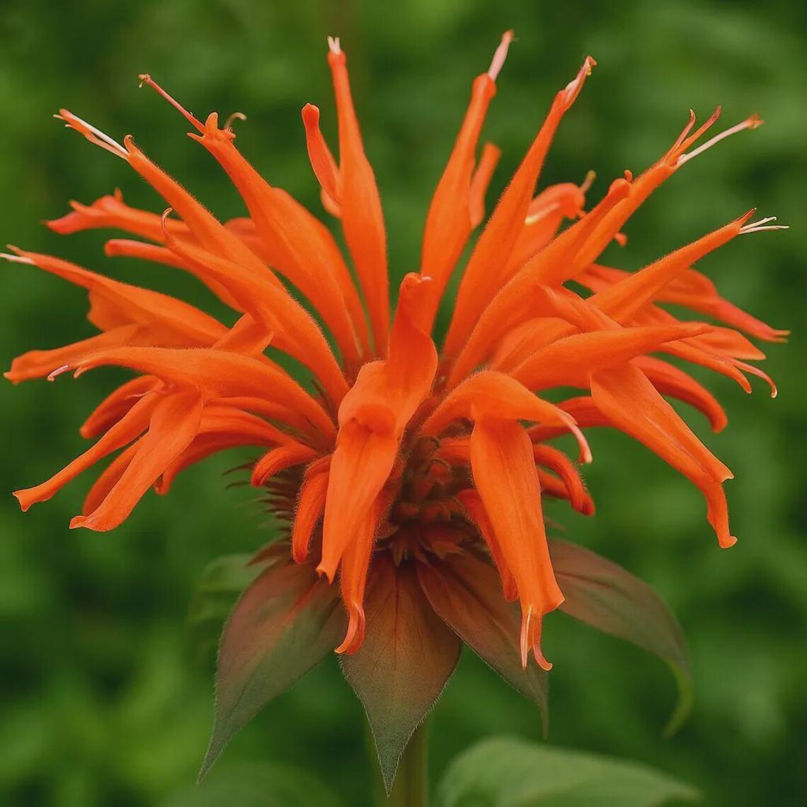 Buy Scarlet Orange Monarda Flower Seeds Online in India - Etsy