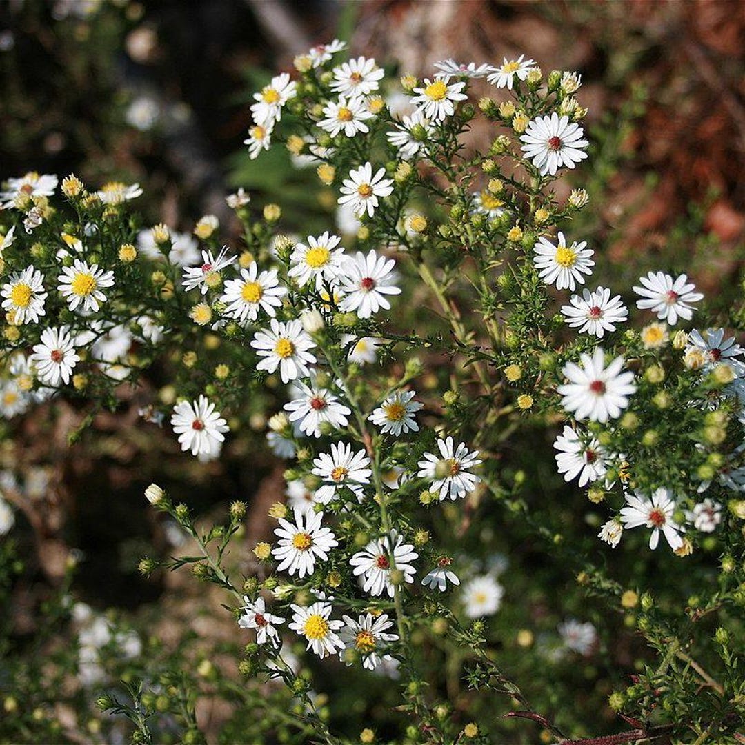 Buy Calico White Aster Flower Seeds Online in India - Etsy