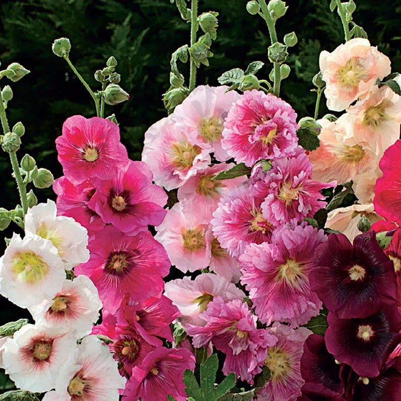 Buy Mixed Color Hollyhock Seeds Online in India - Etsy