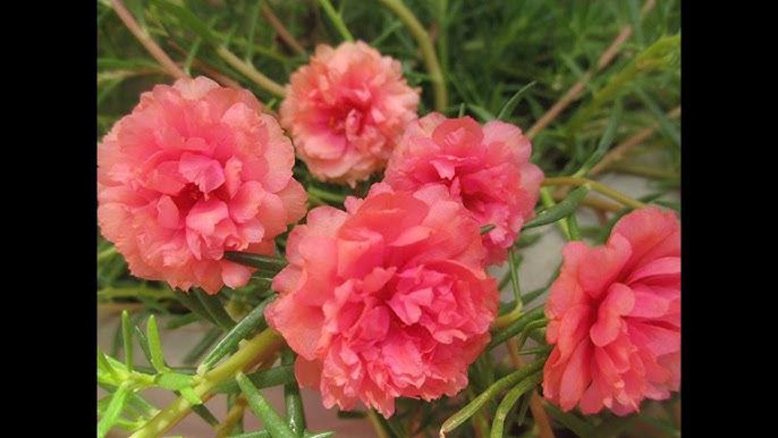 Buy Peach Pink Moss Rose Seeds Online in India - Etsy