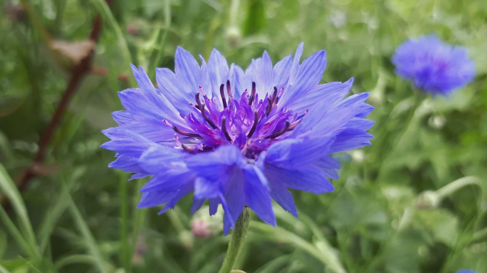 Buy Wild Purple Bloom Seeds Online in India - Etsy